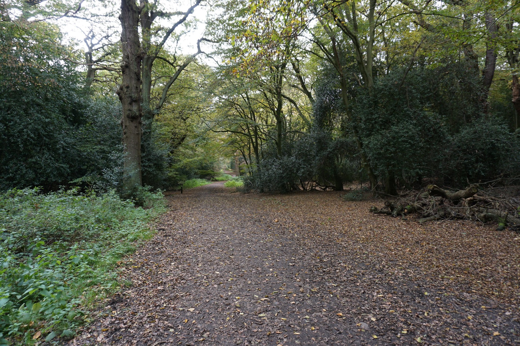 Epping Forest Walk – Get Outside